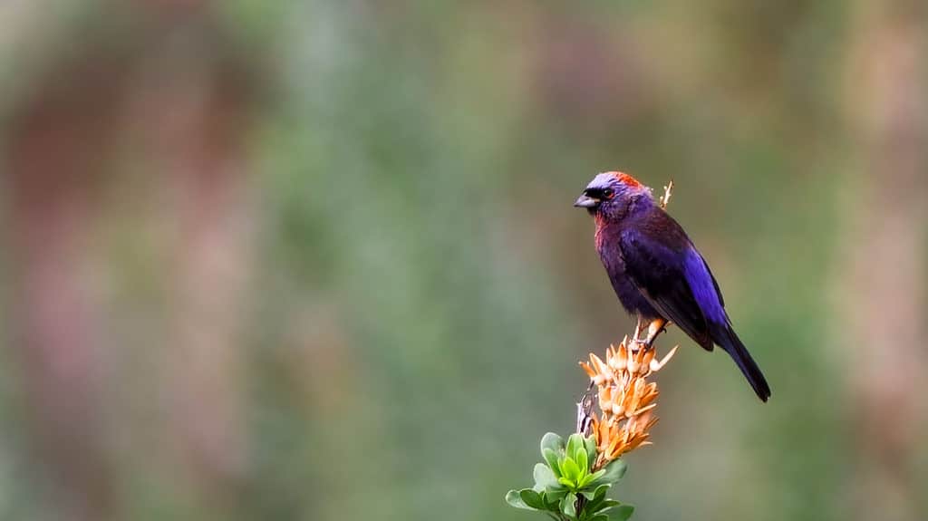 12 Purple Birds Unveiled - Amazing